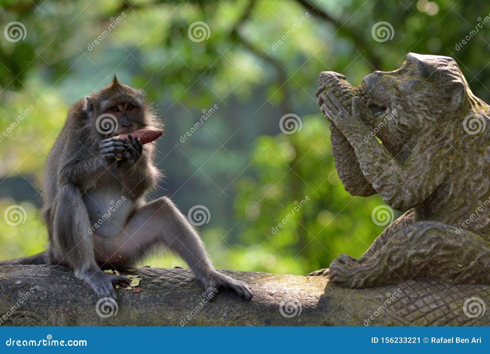 Macaco-macaco-comedor De Caranguejo BalinÃªs, De Cauda Longa, Comendo ...