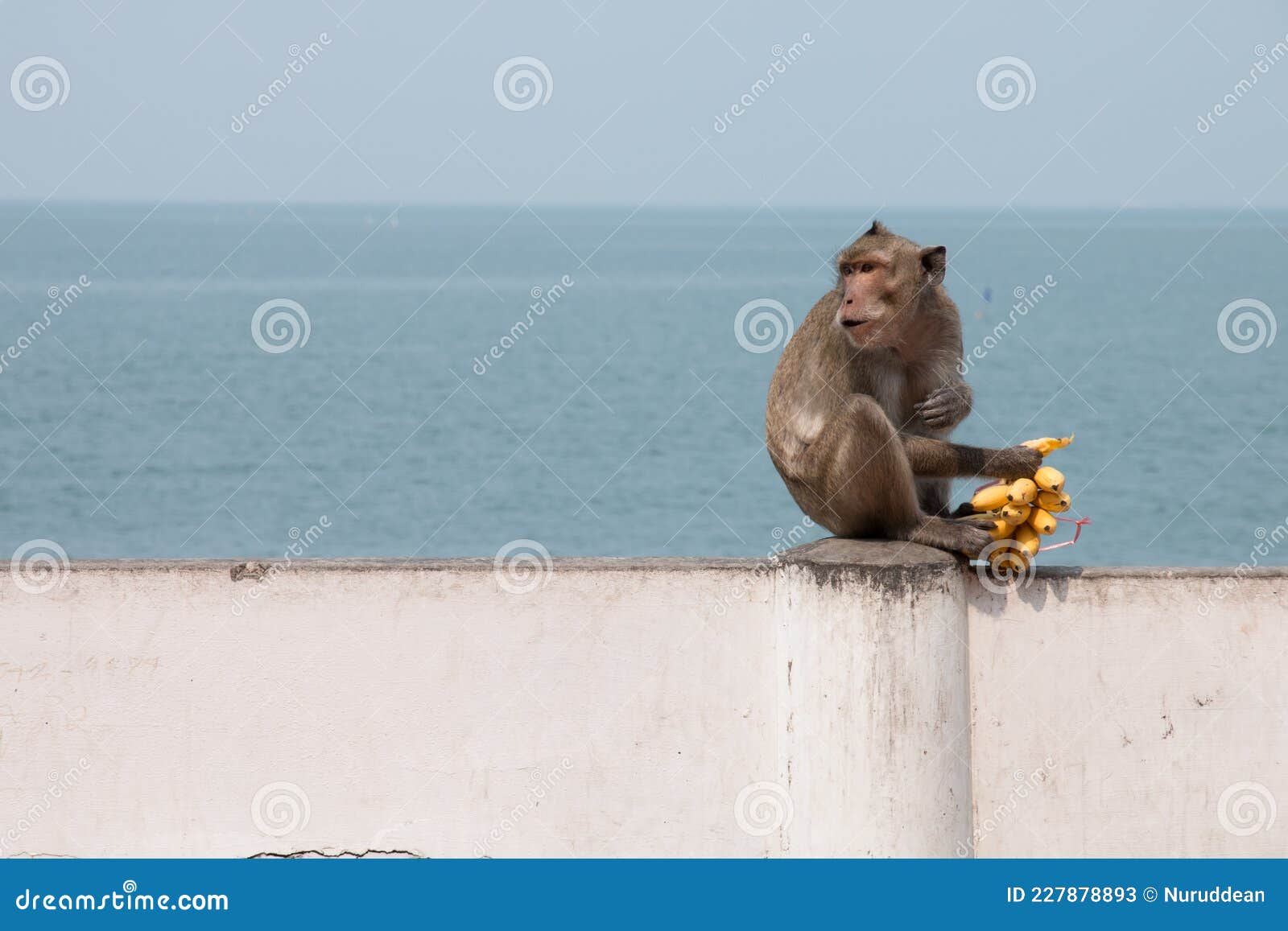 Macaco comendo banana imagem de stock. Imagem de banana - 227878893