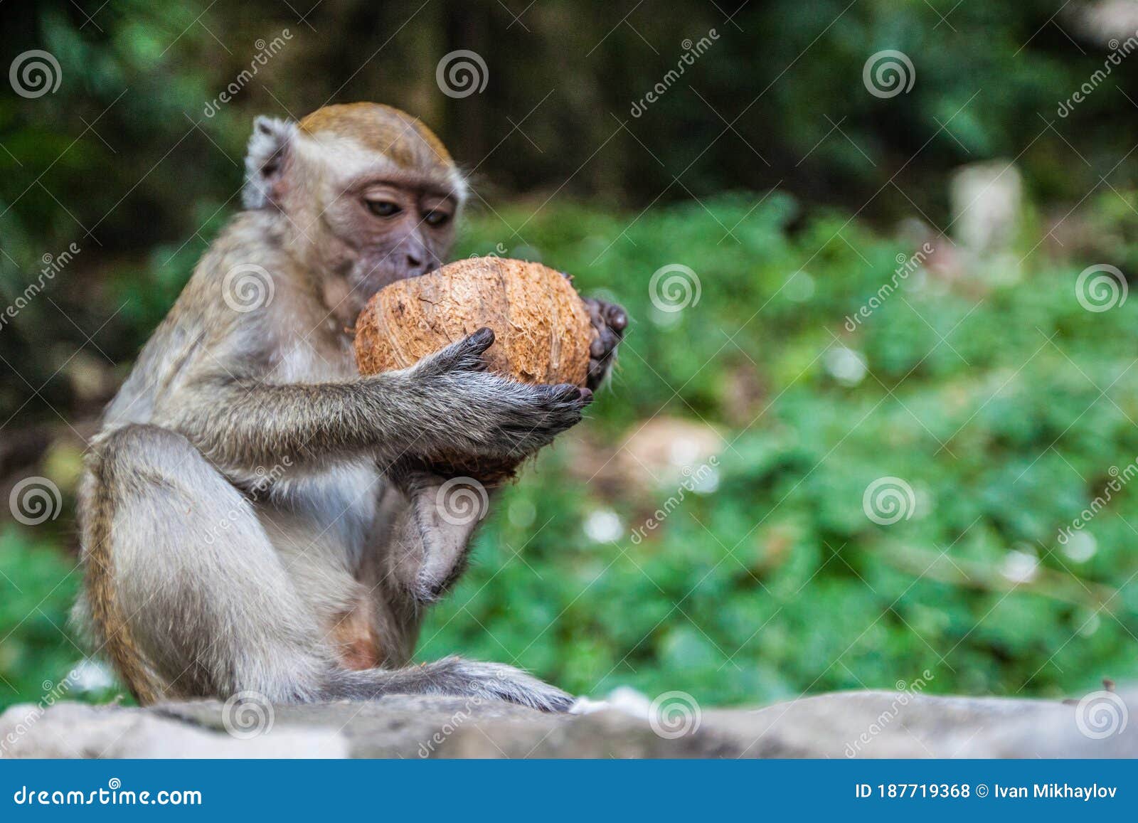 Macaco comendo coco fresco foto de stock. Imagem de assento - 187719368