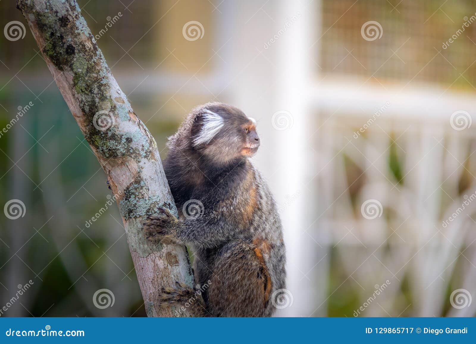 Macaco Comum Do Sagui - Rio De Janeiro, Brasil Imagem de Stock - Imagem ...