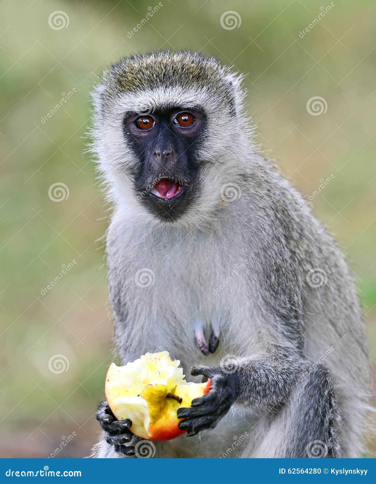 Macaco da face preta foto de stock. Imagem de macaco - 62564280