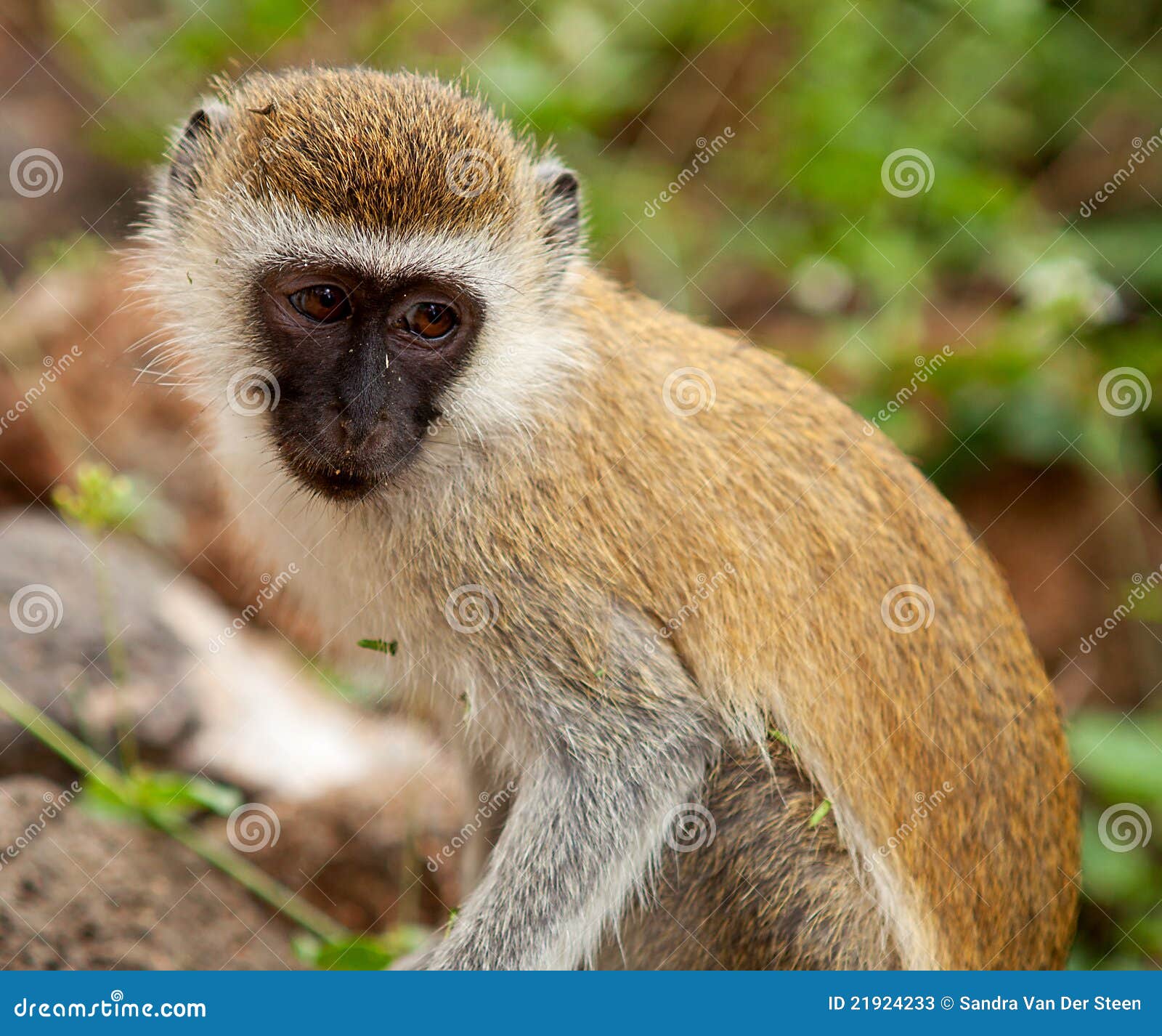 Macaco De Aethiops Vervet Do Cercopithecus Imagem de Stock - Imagem de ...