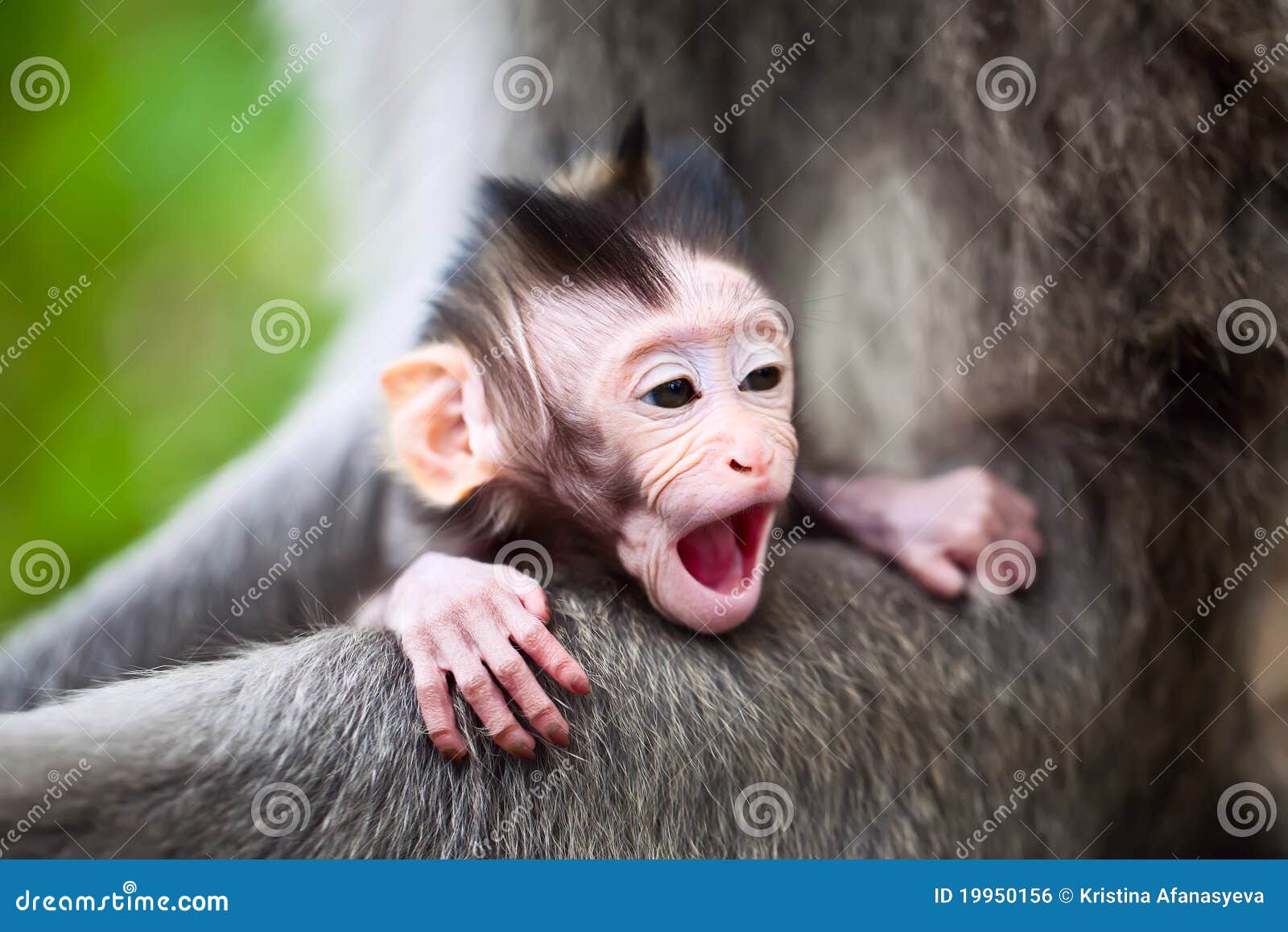 Macaco de bocejo do bebê foto de stock. Imagem de animal - 19950156