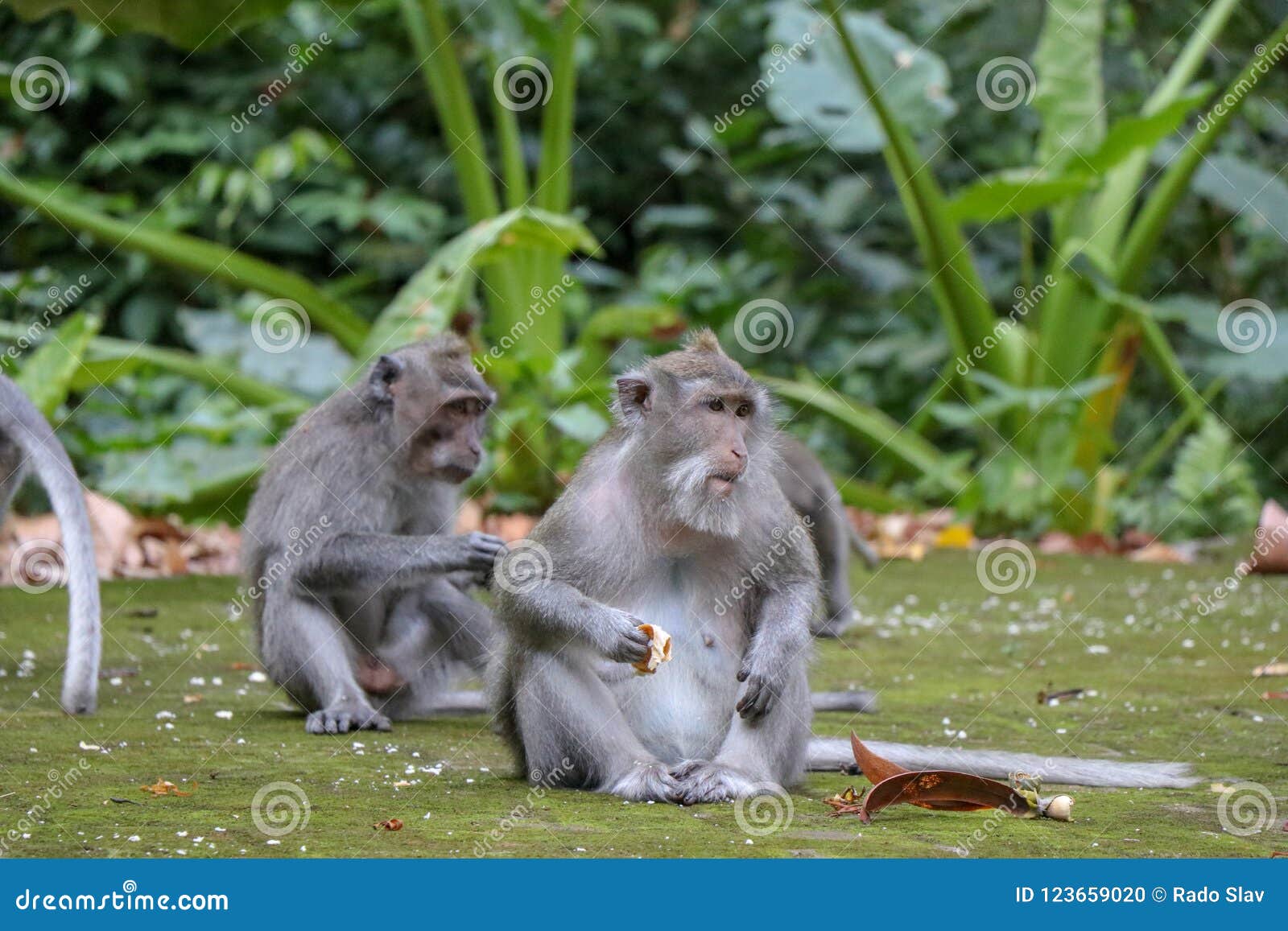 Macaco De Cauda Longa Do Balinese Na Floresta Do Templo Do Macaco, Ubud ...