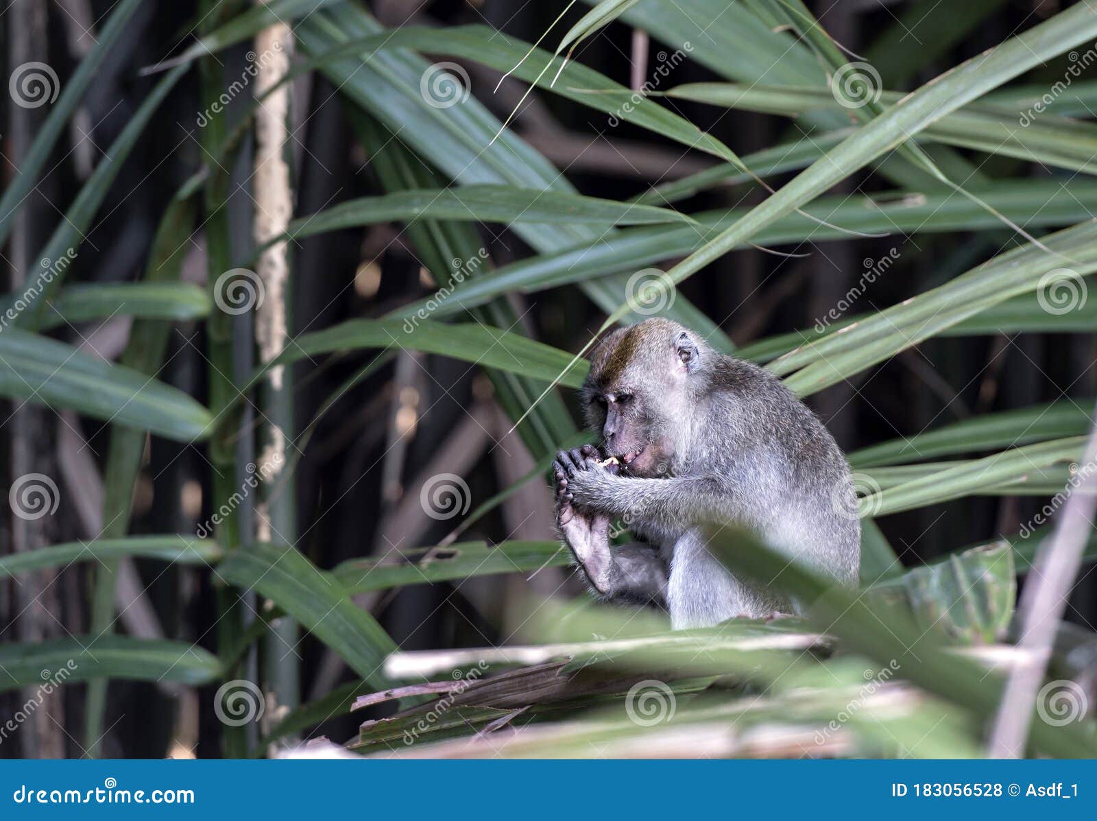 Macaco de cauda longa foto de stock. Imagem de mundo - 183056528