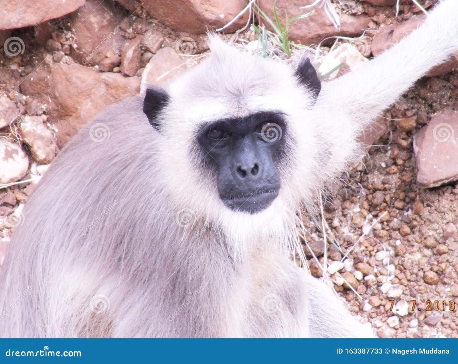Macaco De Cauda Longa No Zoo Tirupati Da SV Imagem de Stock - Imagem de ...