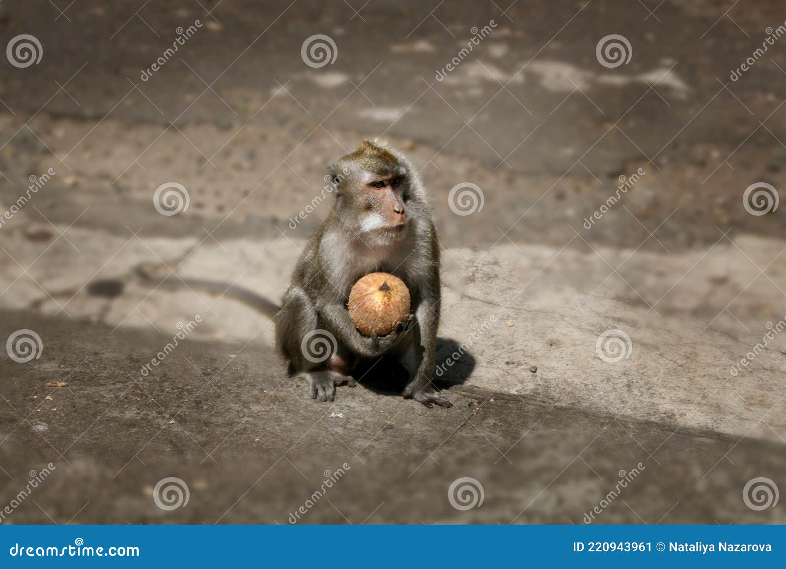 Macaco De Coco Macaca Fascicularis Imagem de Stock - Imagem de pequeno ...
