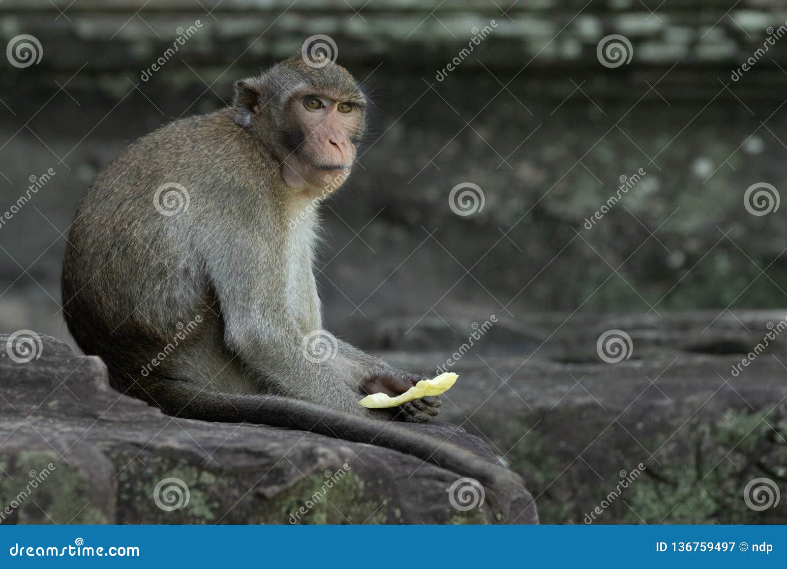 Macaco De Cola Larga Da Fruto En Angkor Wat Imagen de archivo - Imagen ...
