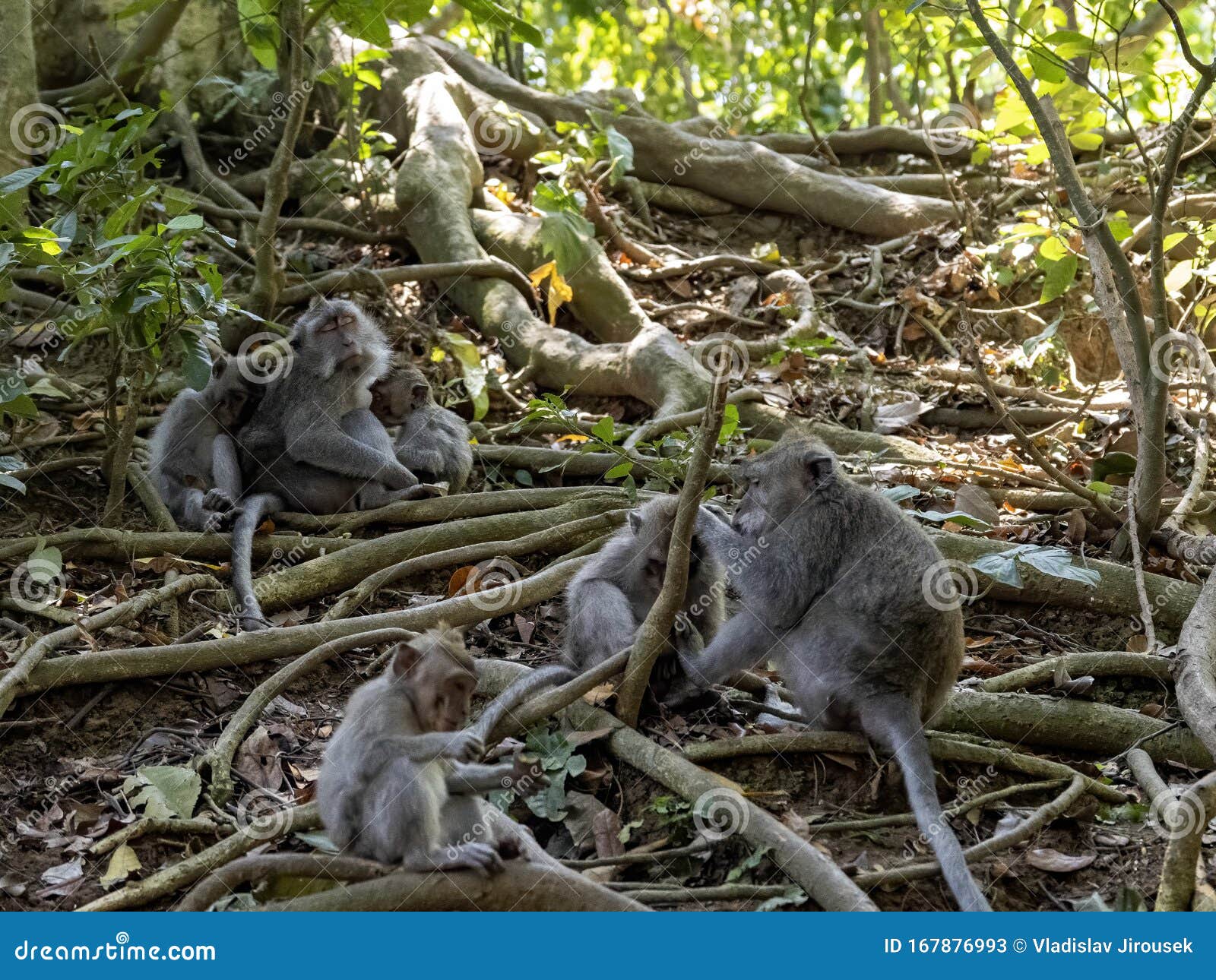 Macaco De Cola Larga, Macaca Fascicularis Ubud, Indonesia Imagen de ...