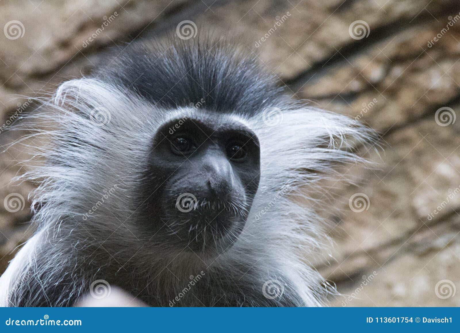 Macaco de colobus angolano foto de stock. Imagem de louco - 113601754