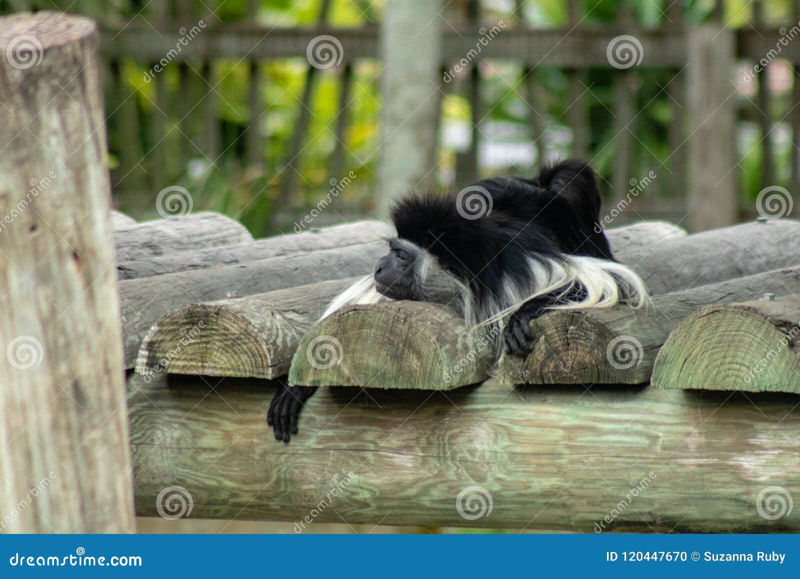 Macaco de colobus angolano foto de stock. Imagem de animal - 120447670
