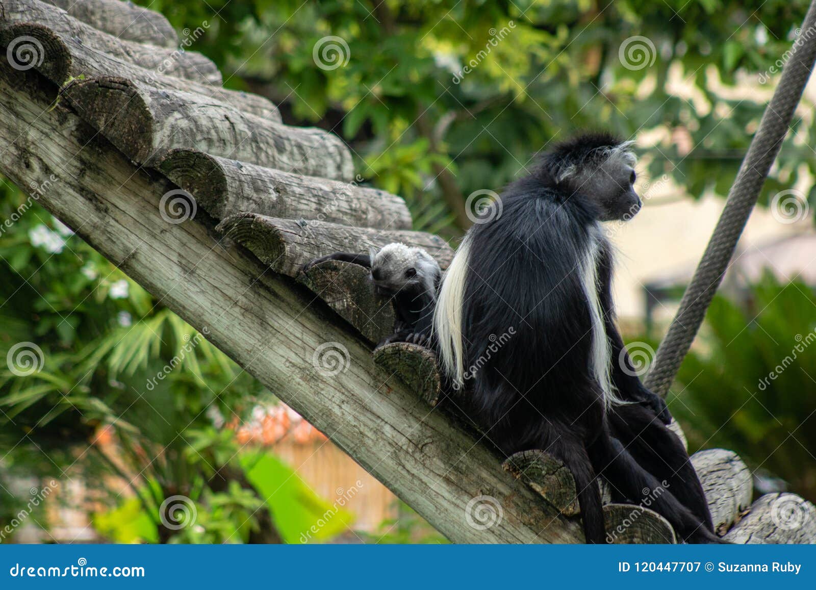 Macaco de colobus angolano imagem de stock. Imagem de animal - 120447707
