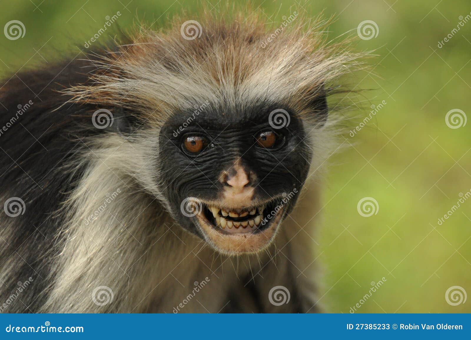 Macaco de colobus vermelho foto de stock editorial. Imagem de floresta ...