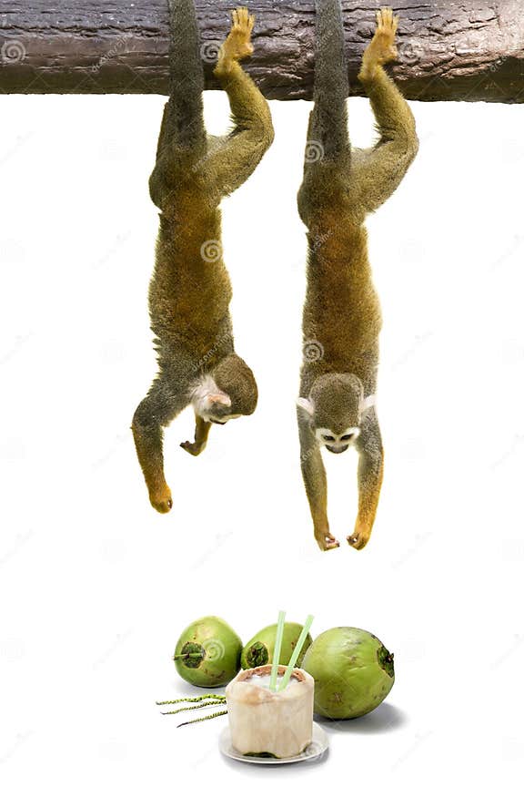 Macaco De Esquilo Que Pendura Acima Do Coco. Imagem de Stock - Imagem ...