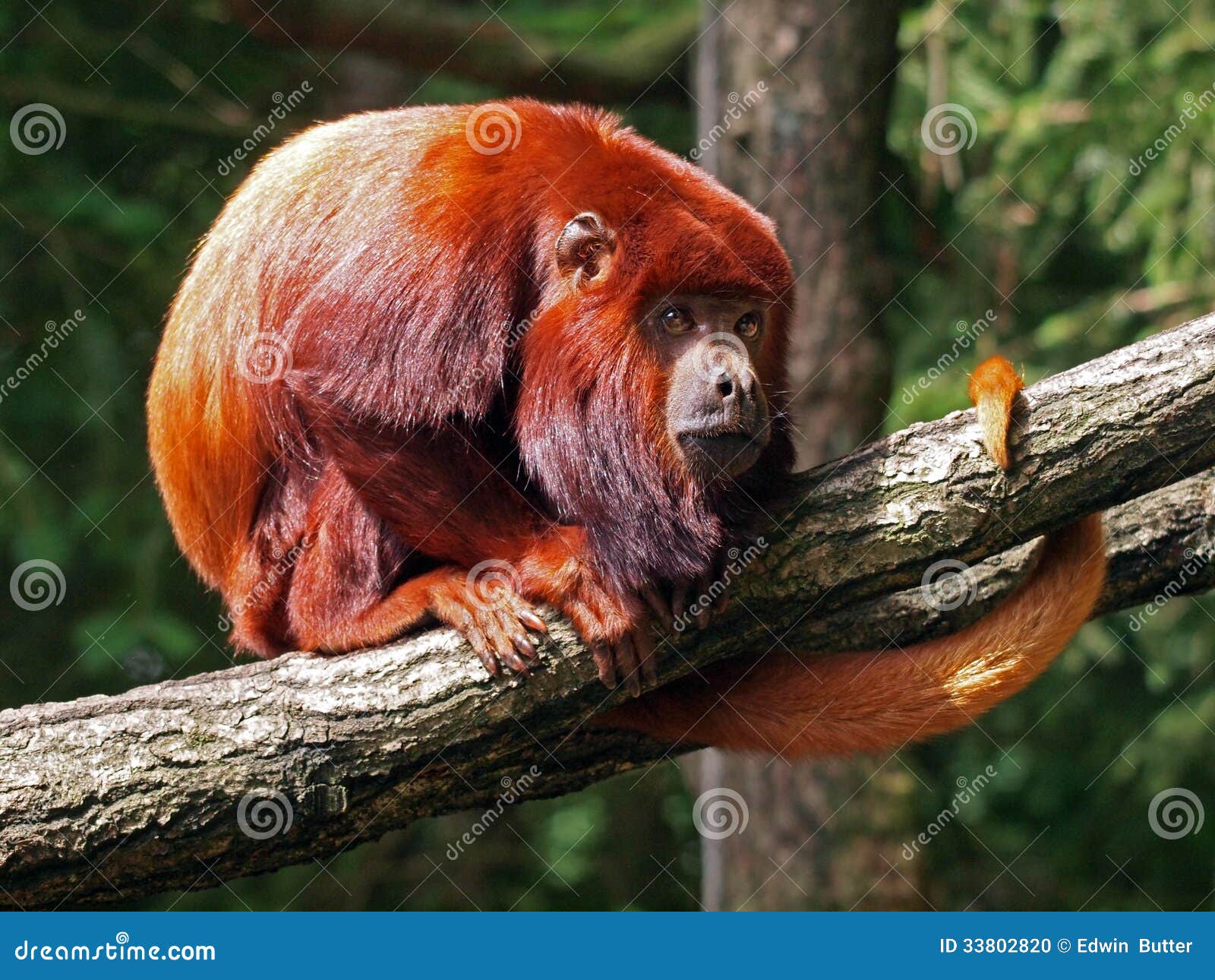 Macaco de furo vermelho foto de stock. Imagem de relaxe - 33802820