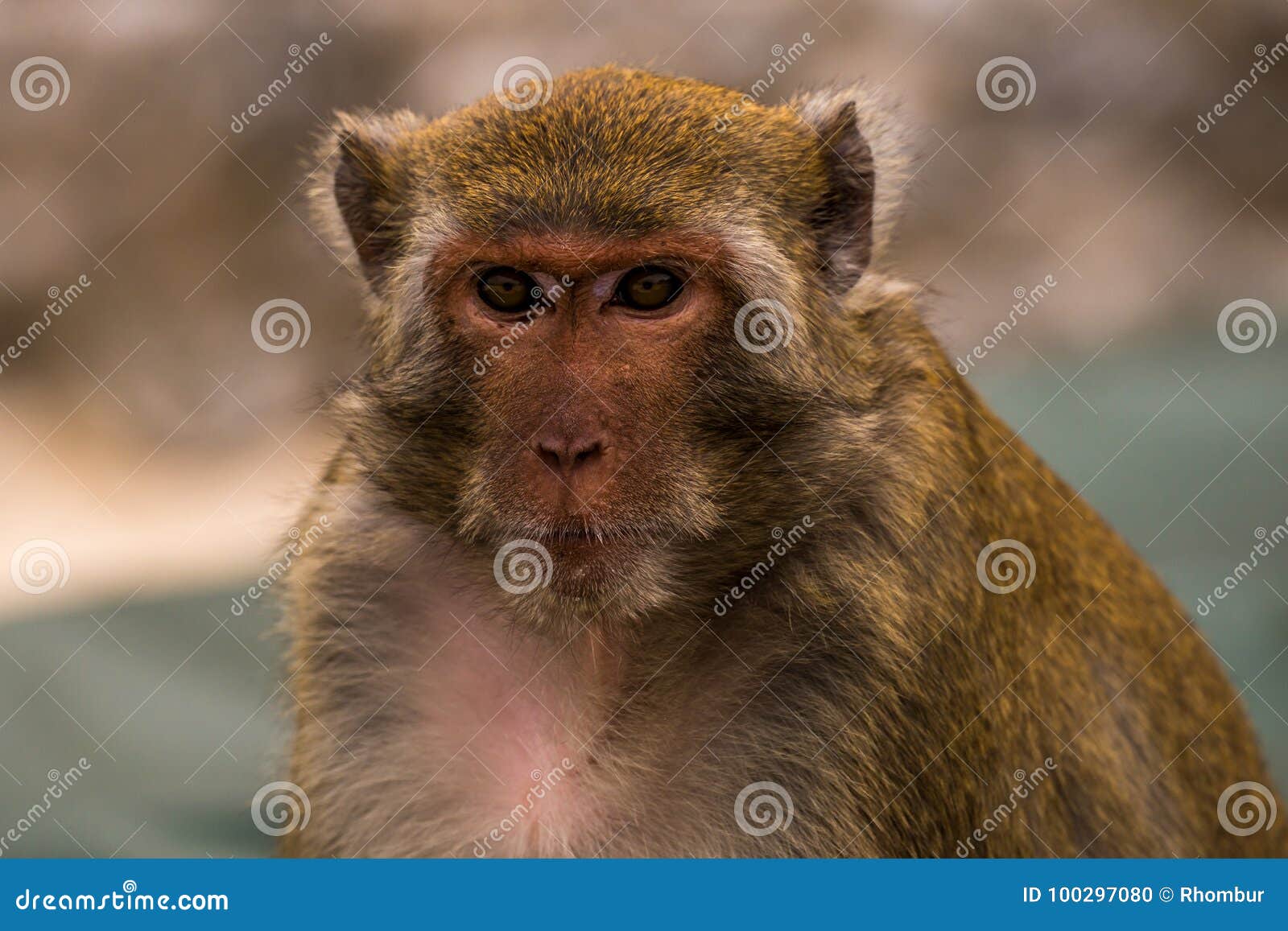 Macaco de la India foto de archivo. Imagen de macaca - 100297080