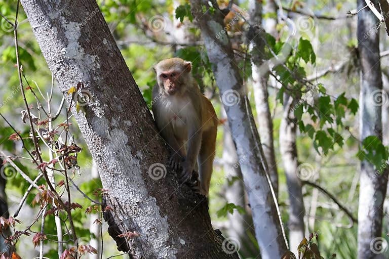 Macaco de la India imagen de archivo. Imagen de salvaje - 20321907