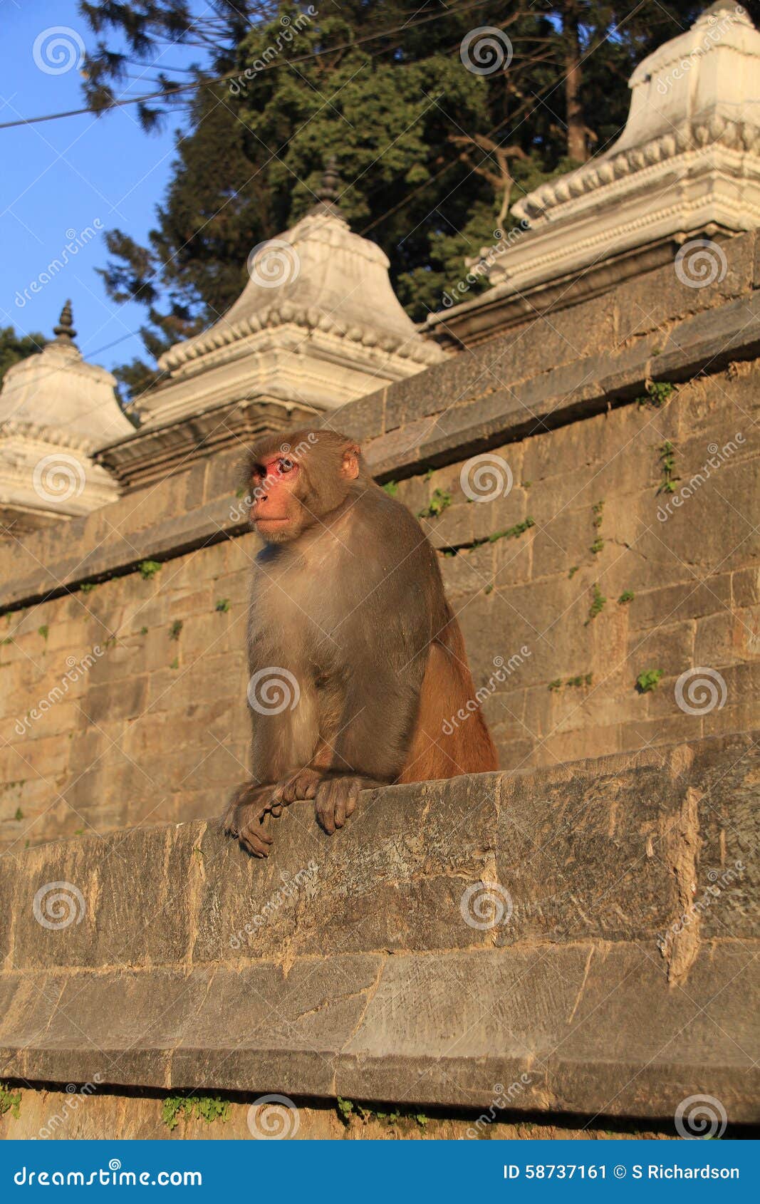 Macaco de la India imagen de archivo. Imagen de sitio - 58737161