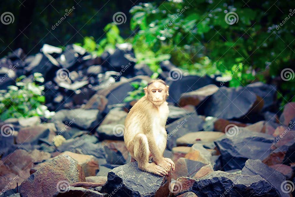 Macaco de la India foto de archivo. Imagen de tailandia - 59630002