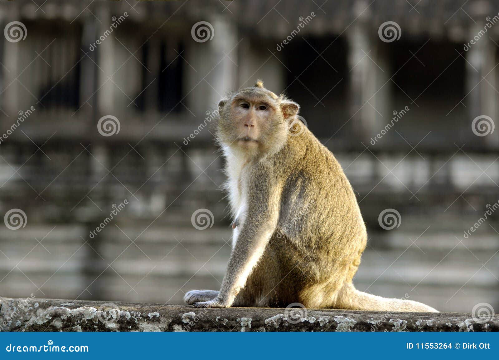 Macaco De La India En Angkor Wat Foto de archivo - Imagen de exterior ...