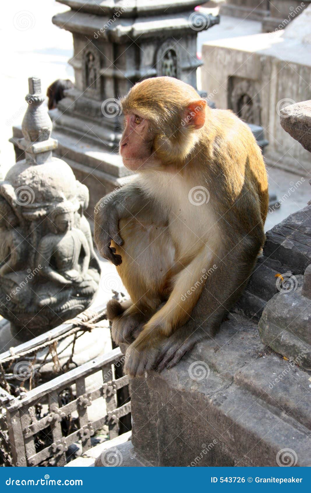 Macaco De La India Hindú - Nepal Foto de archivo - Imagen de ciudad ...