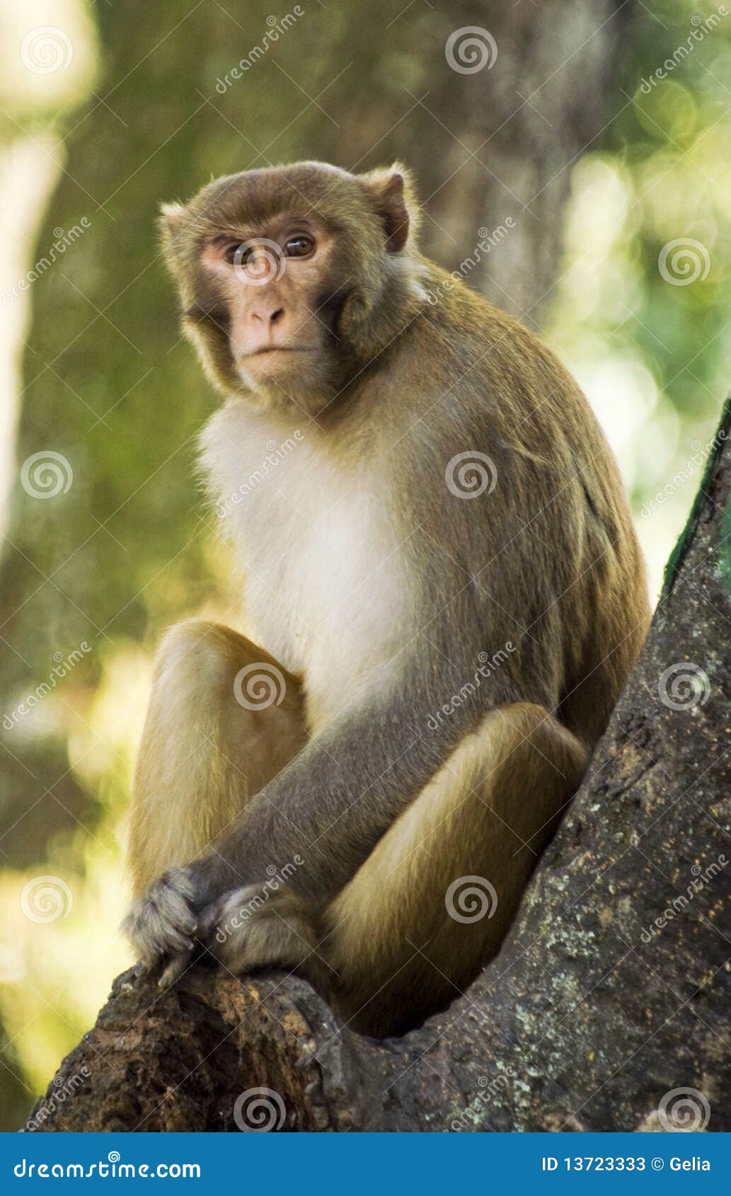 Macaco de la India salvaje imagen de archivo. Imagen de asia - 13723333