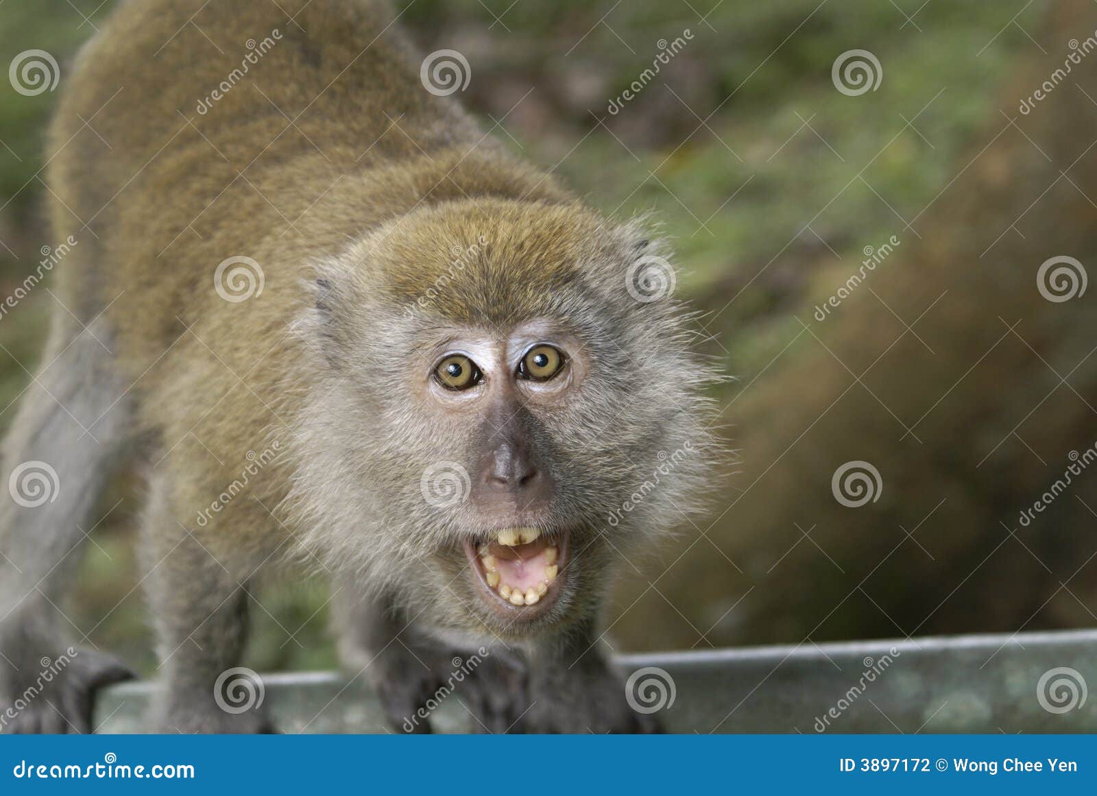Macaco de macaque irritado foto de stock. Imagem de macaco - 3897172