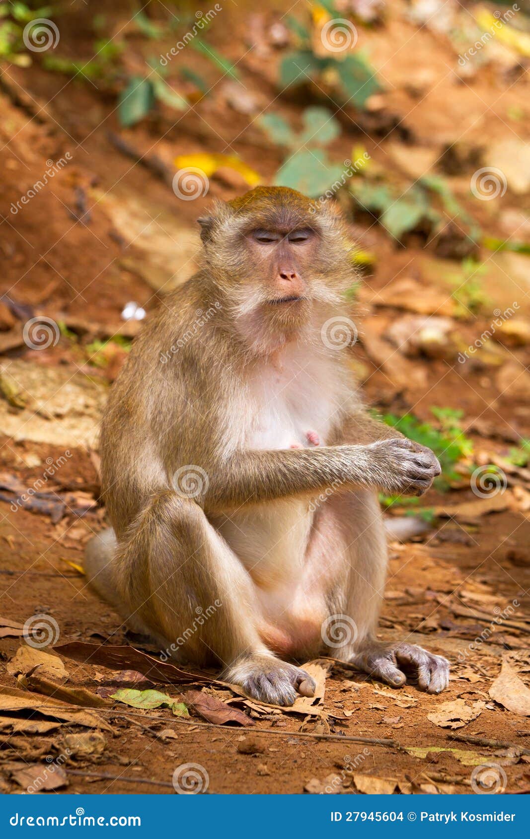 Macaco De Macaque No Widelife Foto de Stock - Imagem de bebê, turista ...