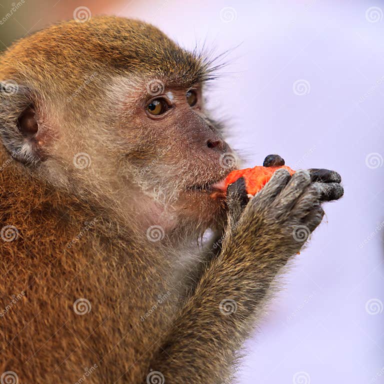Macaco De Macaque Que Come a Fruta Imagem de Stock - Imagem de wildlife ...
