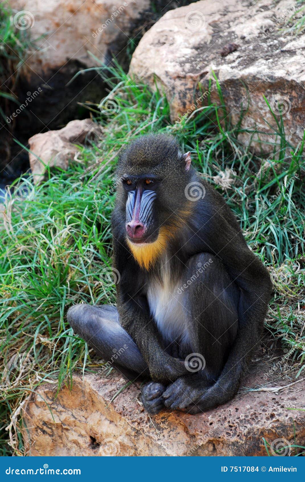 Macaco de Mandrill foto de stock. Imagem de primata, olhar - 7517084