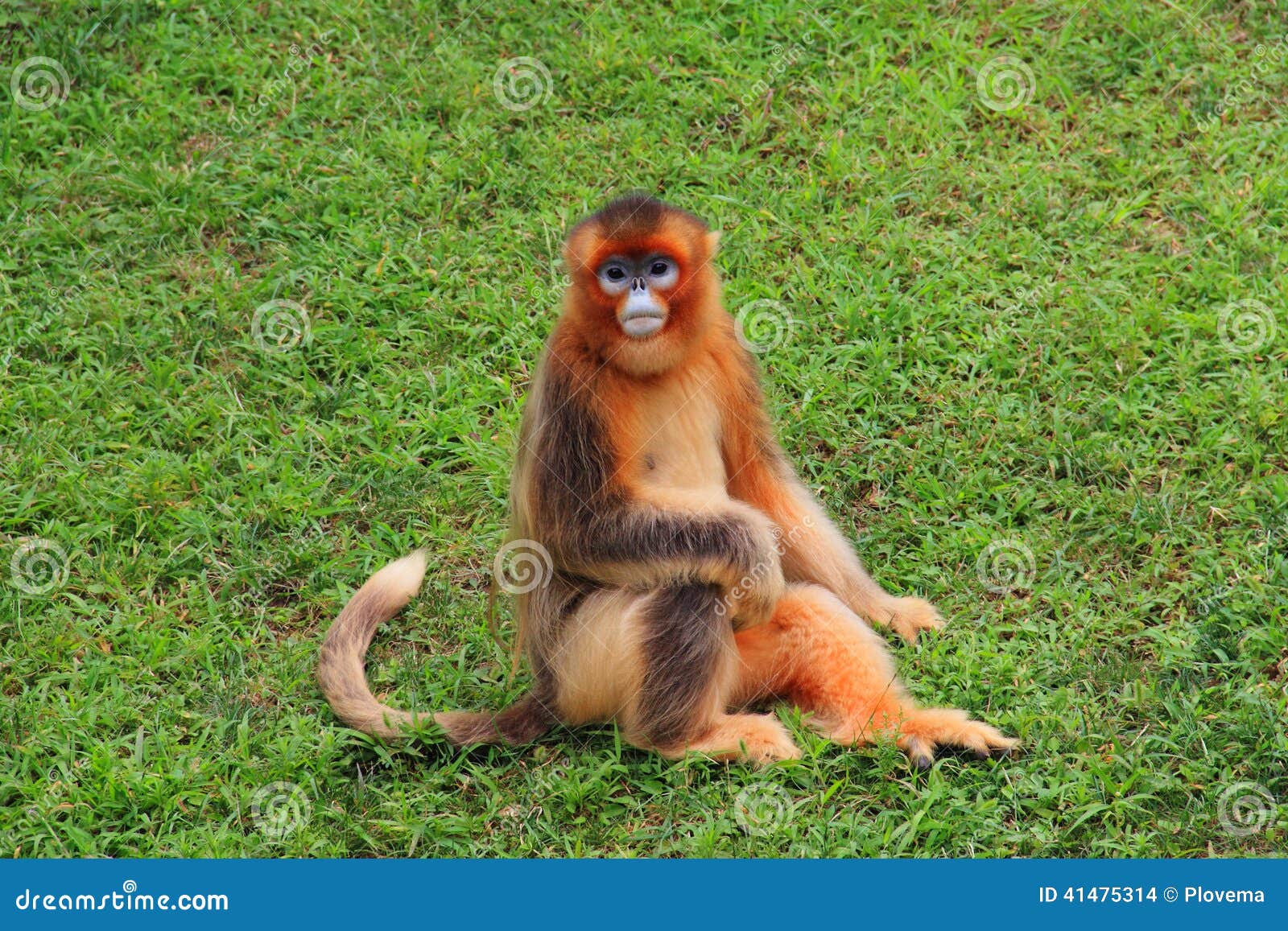 Macaco De Nariz Arrebitado (macaco Dourado) Foto de Stock - Imagem de ...