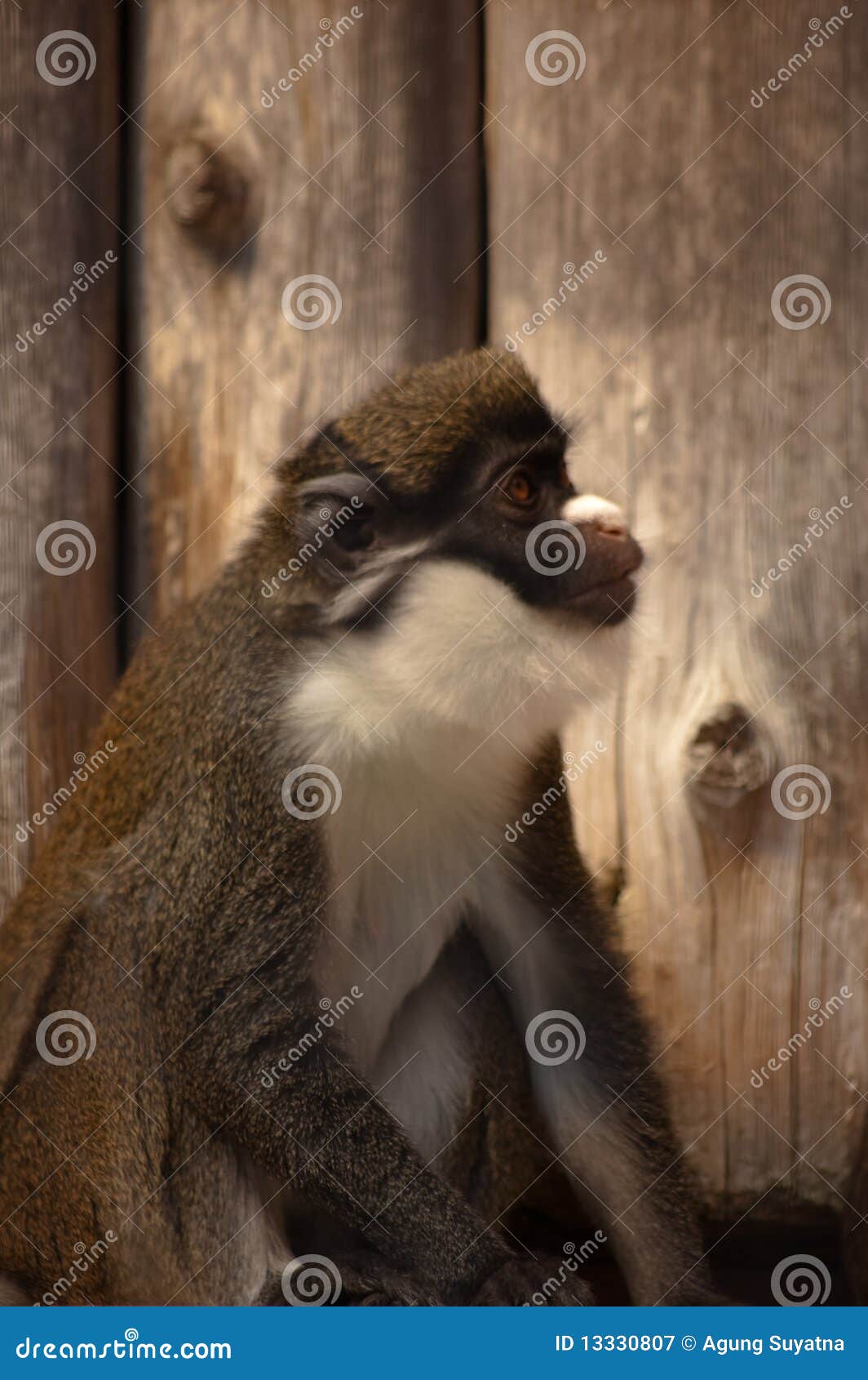Macaco De Nariz Branco De Leser Imagem de Stock - Imagem de animal ...