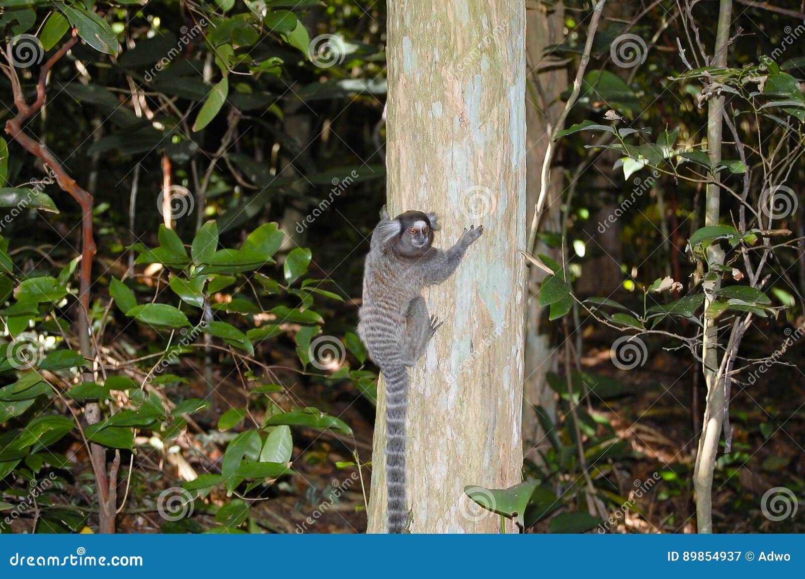 Macaco De Sagui - Rio De Janeiro - Brasil Imagem de Stock - Imagem de ...