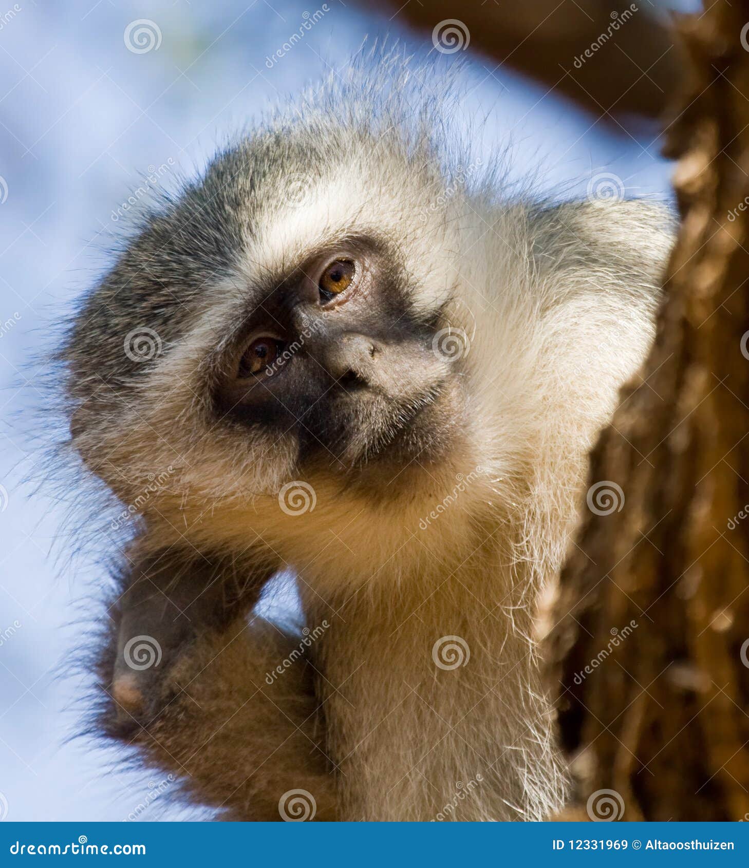 Macaco de Vervet imagem de stock. Imagem de cabeleira - 12331969
