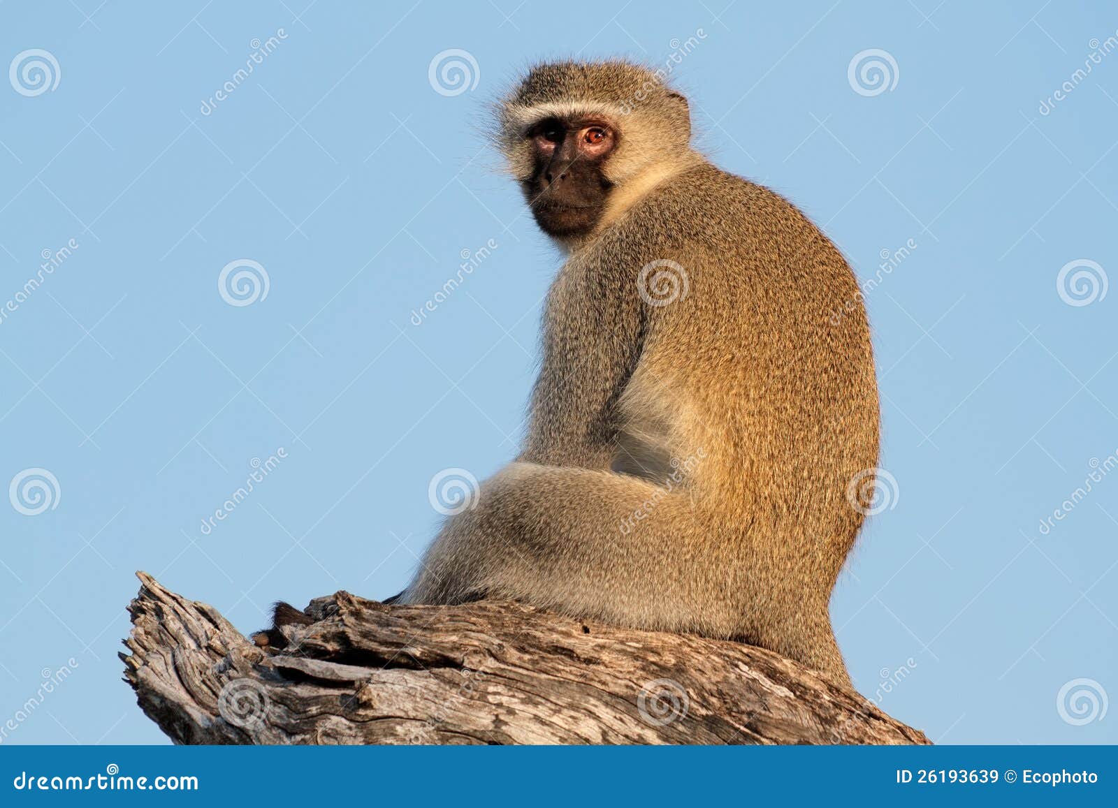 Macaco de Vervet imagem de stock. Imagem de fofofo, wilderness - 26193639