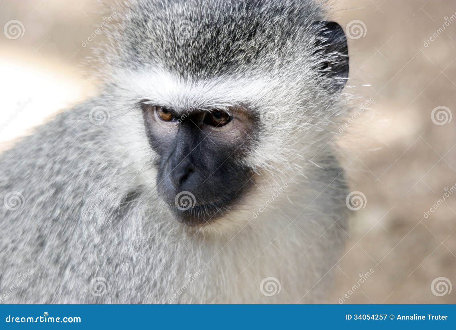 Macaco de Vervet imagem de stock. Imagem de primata, cara - 34054257