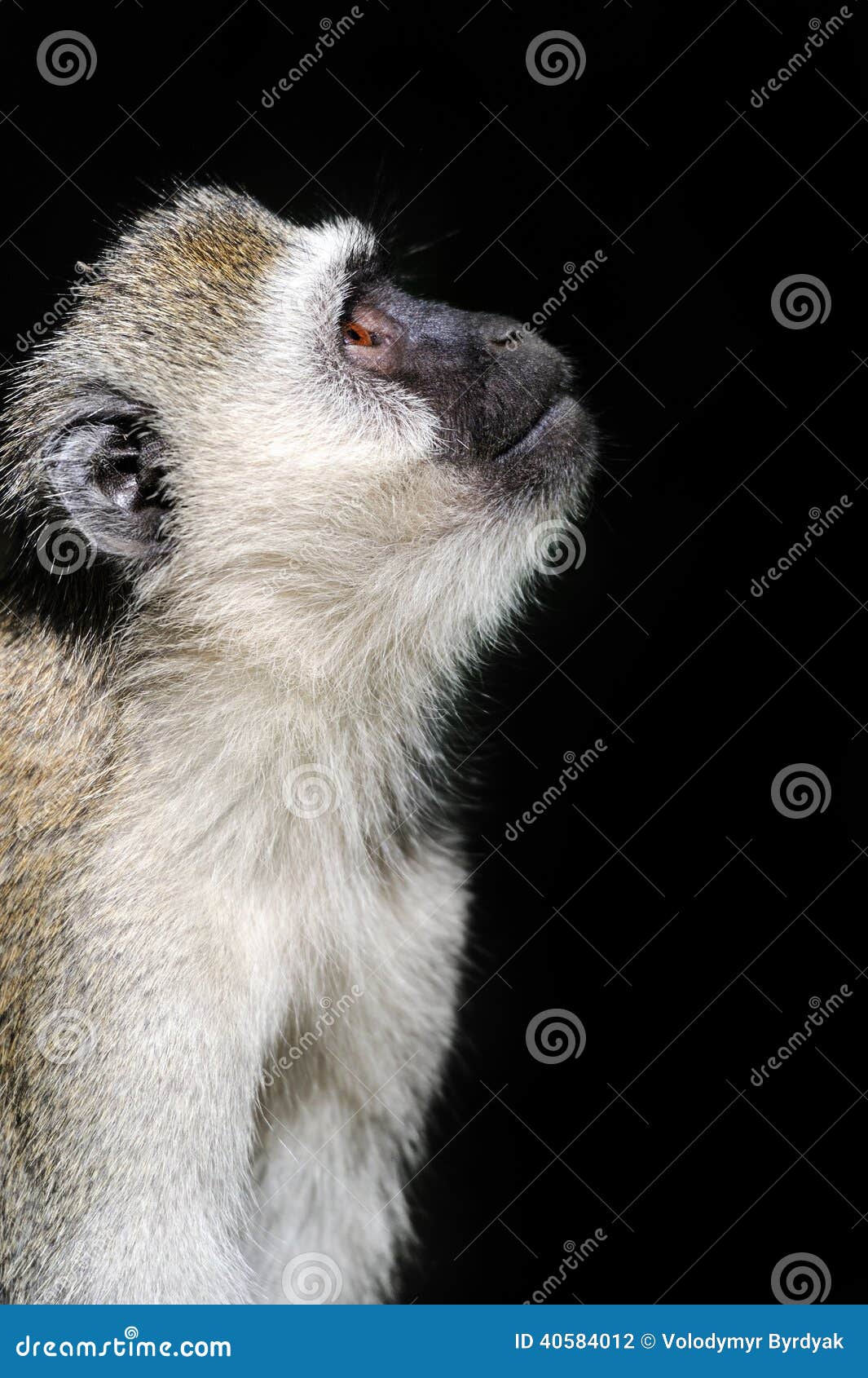 Macaco de Vervet foto de stock. Imagem de floresta, naturalizado - 40584012