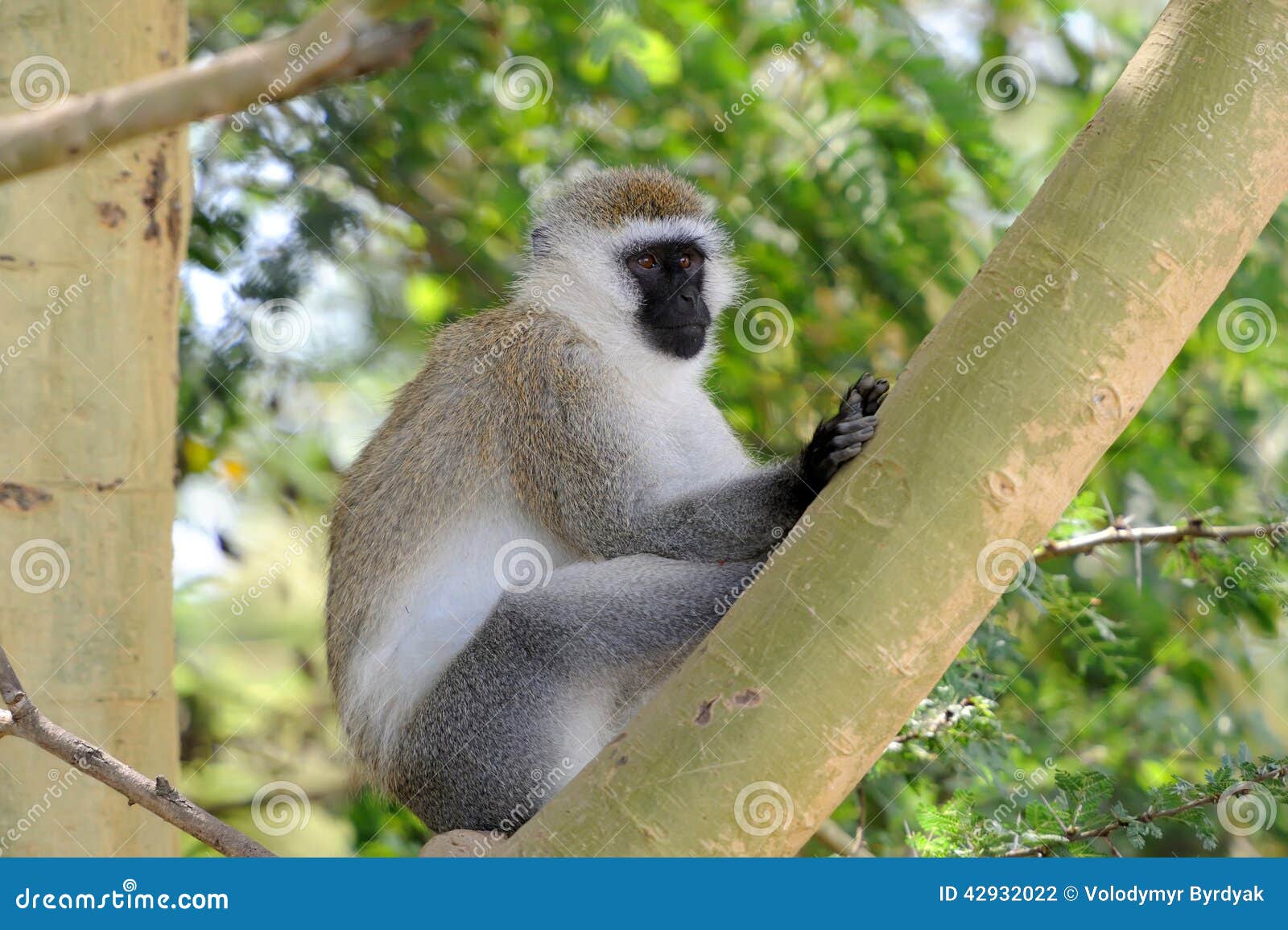 Macaco de Vervet foto de stock. Imagem de macaco, ecologia - 42932022