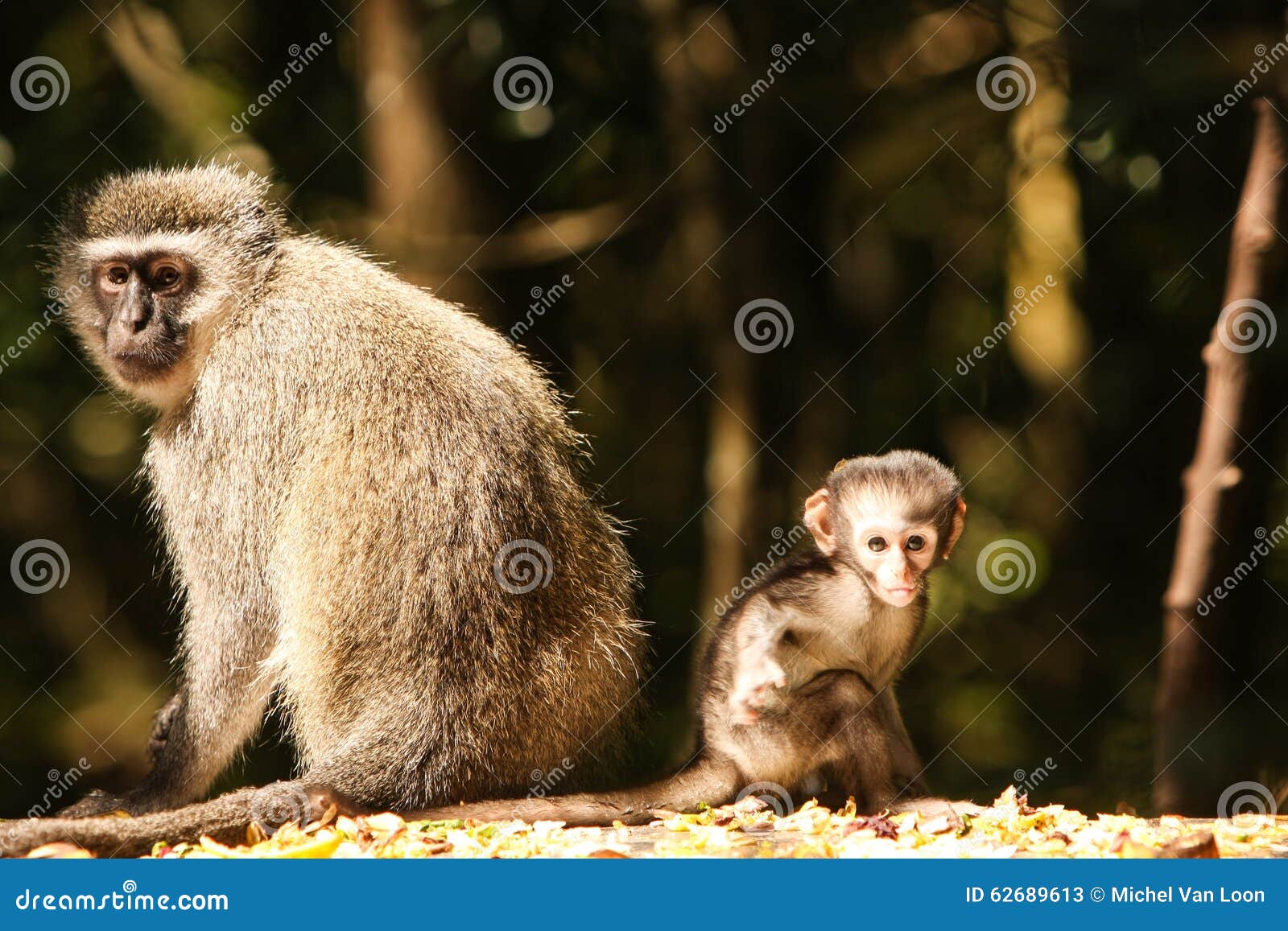 Macaco de Vervet imagem de stock. Imagem de postura, infante - 62689613