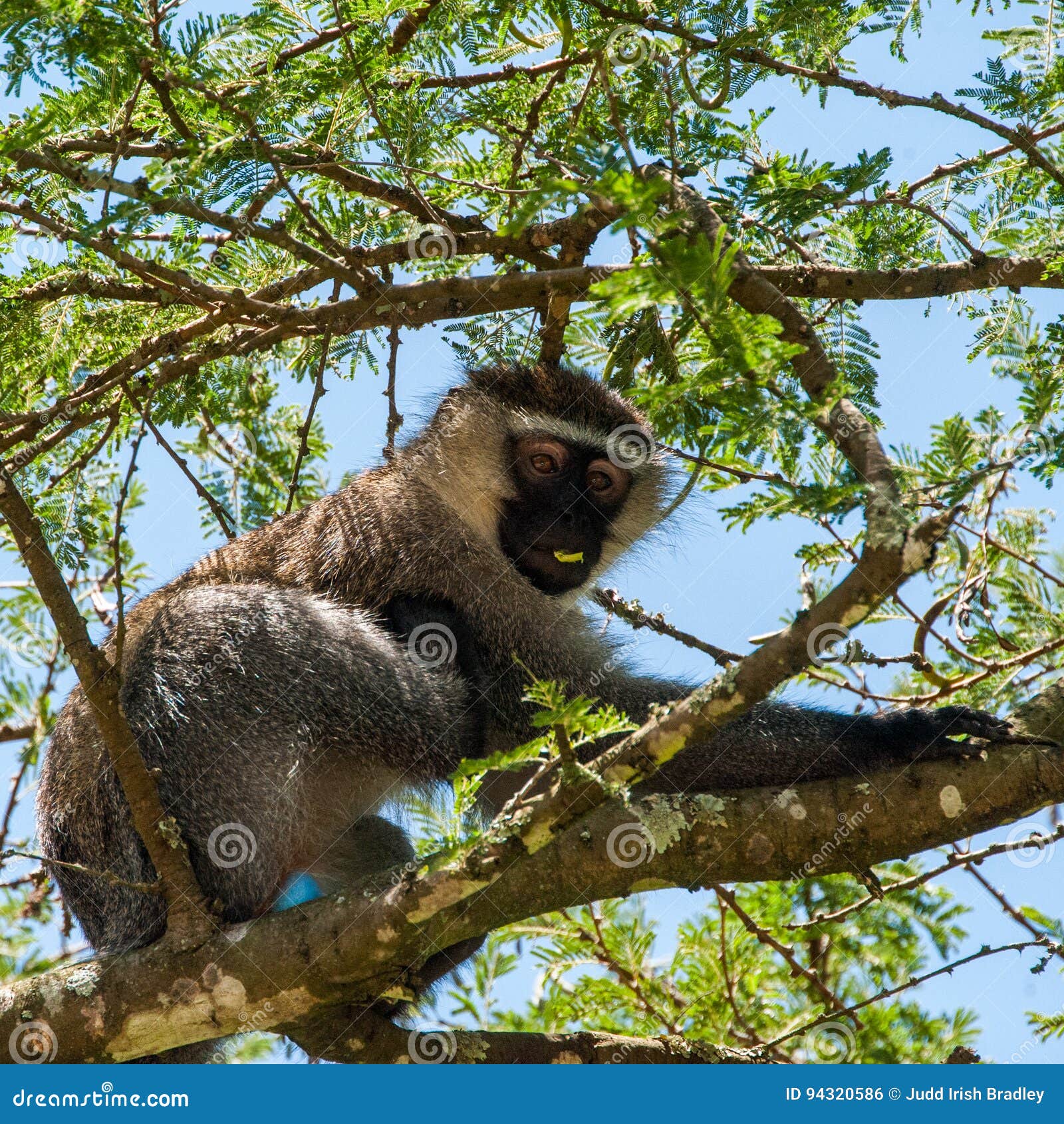 Macaco de Vervet foto de stock. Imagem de tanzânia, lago - 94320586