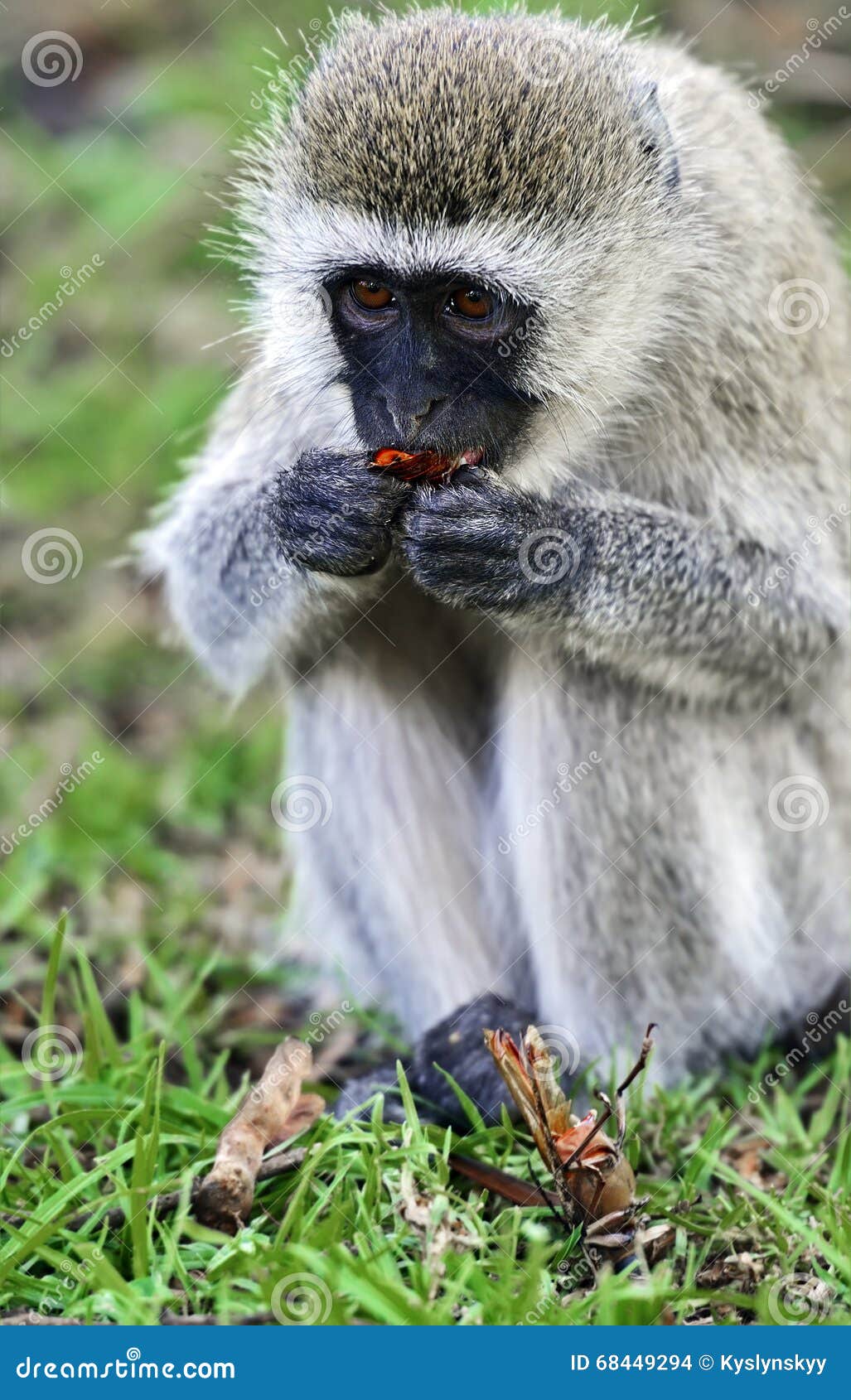 Macaco de Vervet no savana foto de stock. Imagem de wildlife - 68449294
