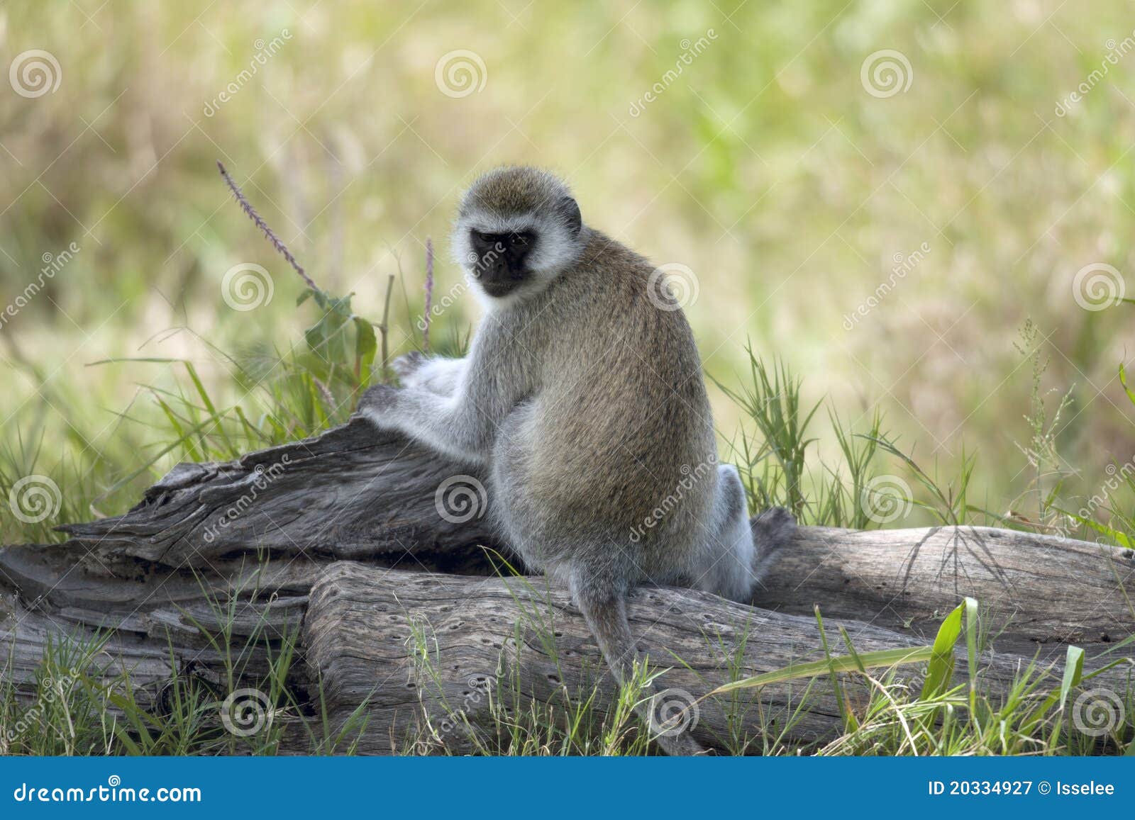 Macaco De Vervet, Pygerythrus De Chlorocebus Imagem de Stock - Imagem ...