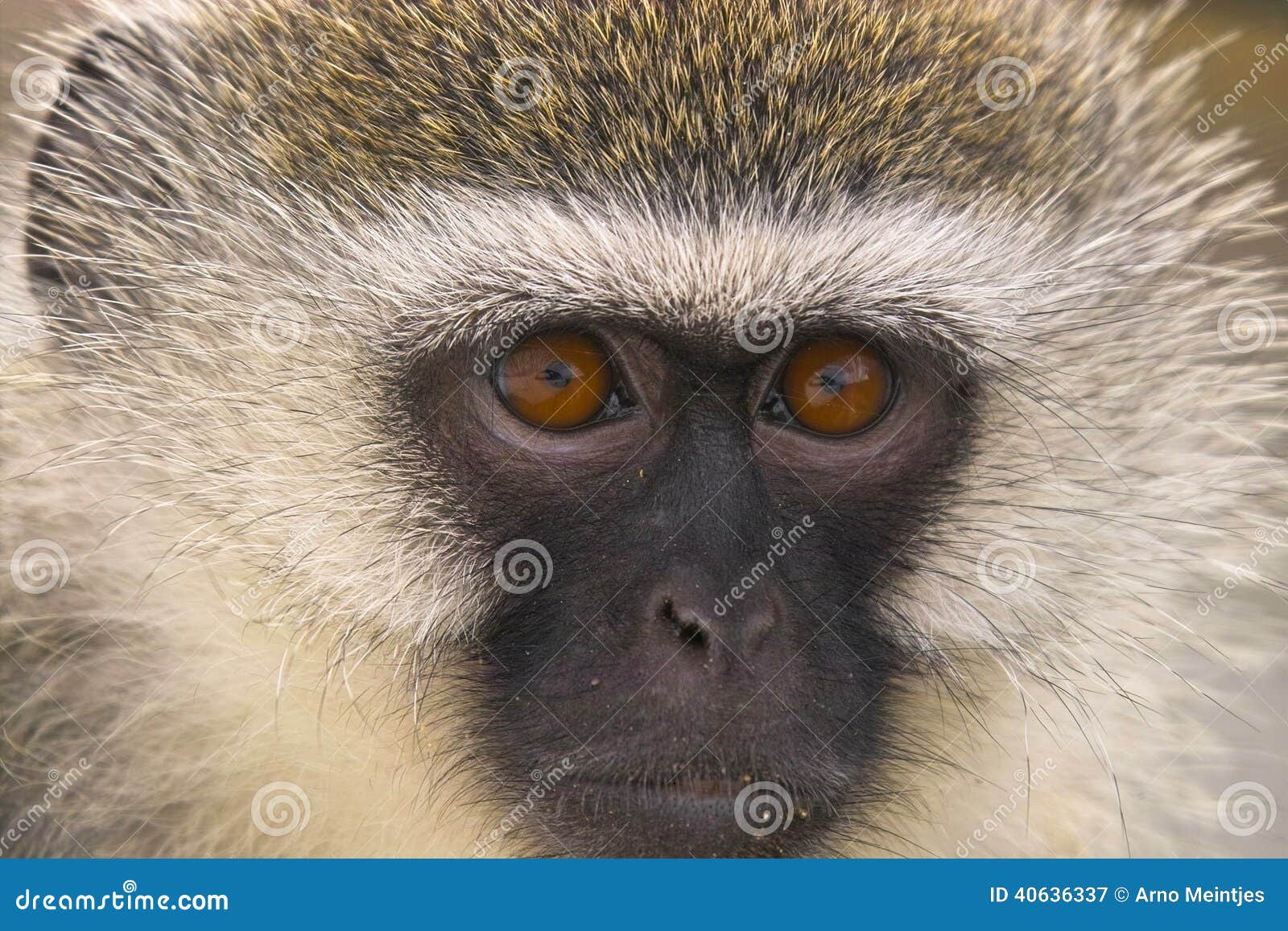 Macaco De Vervet (pygerythrus De Chlorocebus) Imagem de Stock - Imagem ...