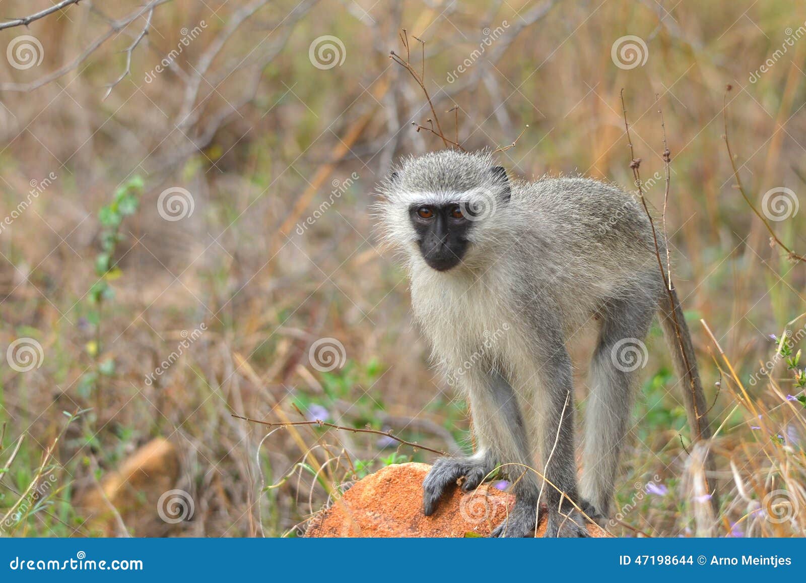 Macaco De Vervet (pygerythrus De Chlorocebus) Foto de Stock - Imagem de ...