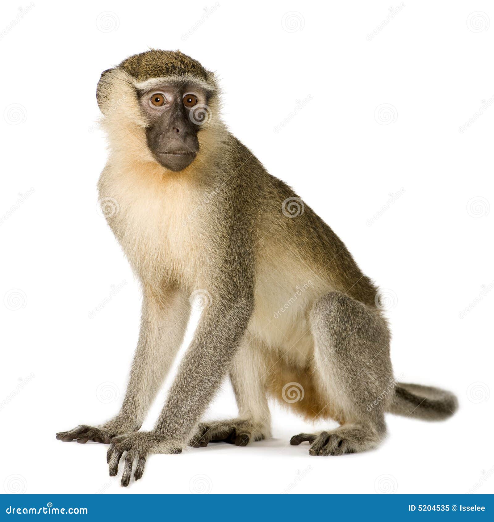 Macaco De Vervet - Pygerythrus De Chlorocebus Foto de Stock Royalty ...