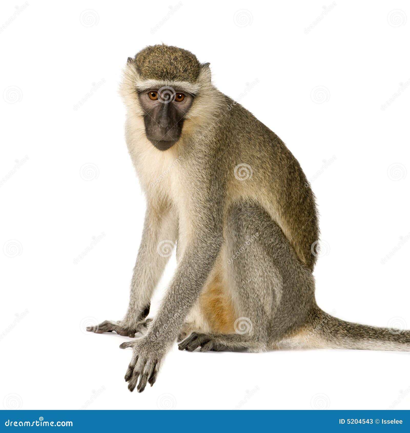 Macaco De Vervet - Pygerythrus De Chlorocebus Imagem de Stock - Imagem ...