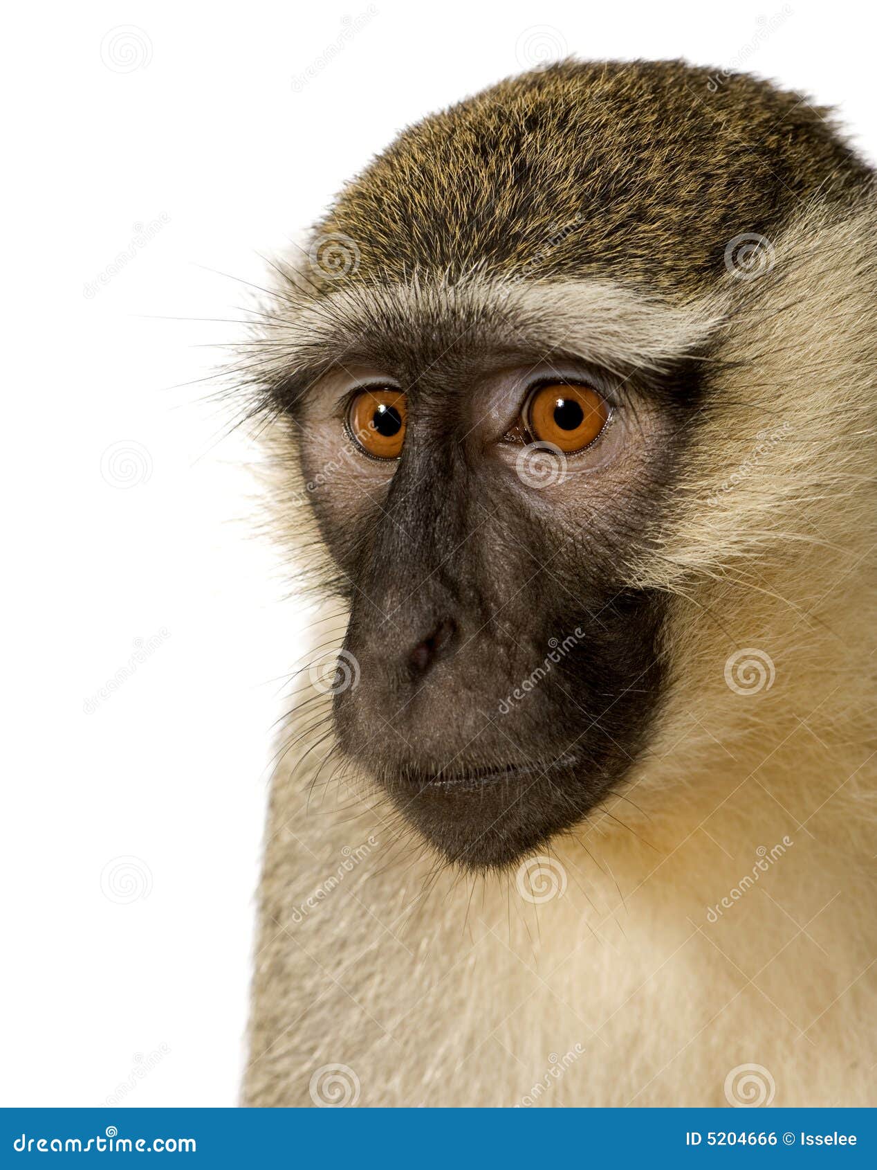 Macaco De Vervet - Pygerythrus De Chlorocebus Foto de Stock - Imagem de ...