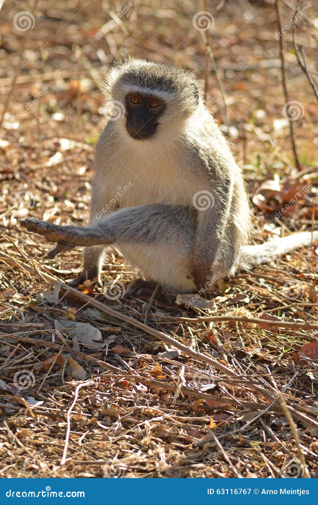 Macaco De Vervet (pygerythrus De Chlorocebus) Imagem de Stock - Imagem ...