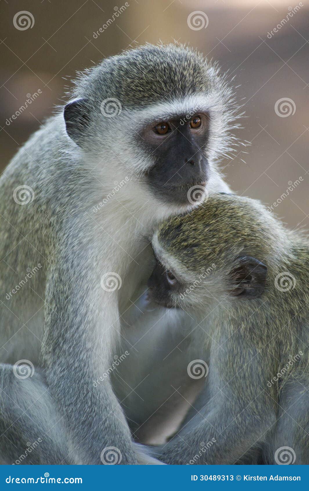 Macaco De Vervet (pygerythrus De Chlorocebus) Que Mama Jovens Imagem de ...