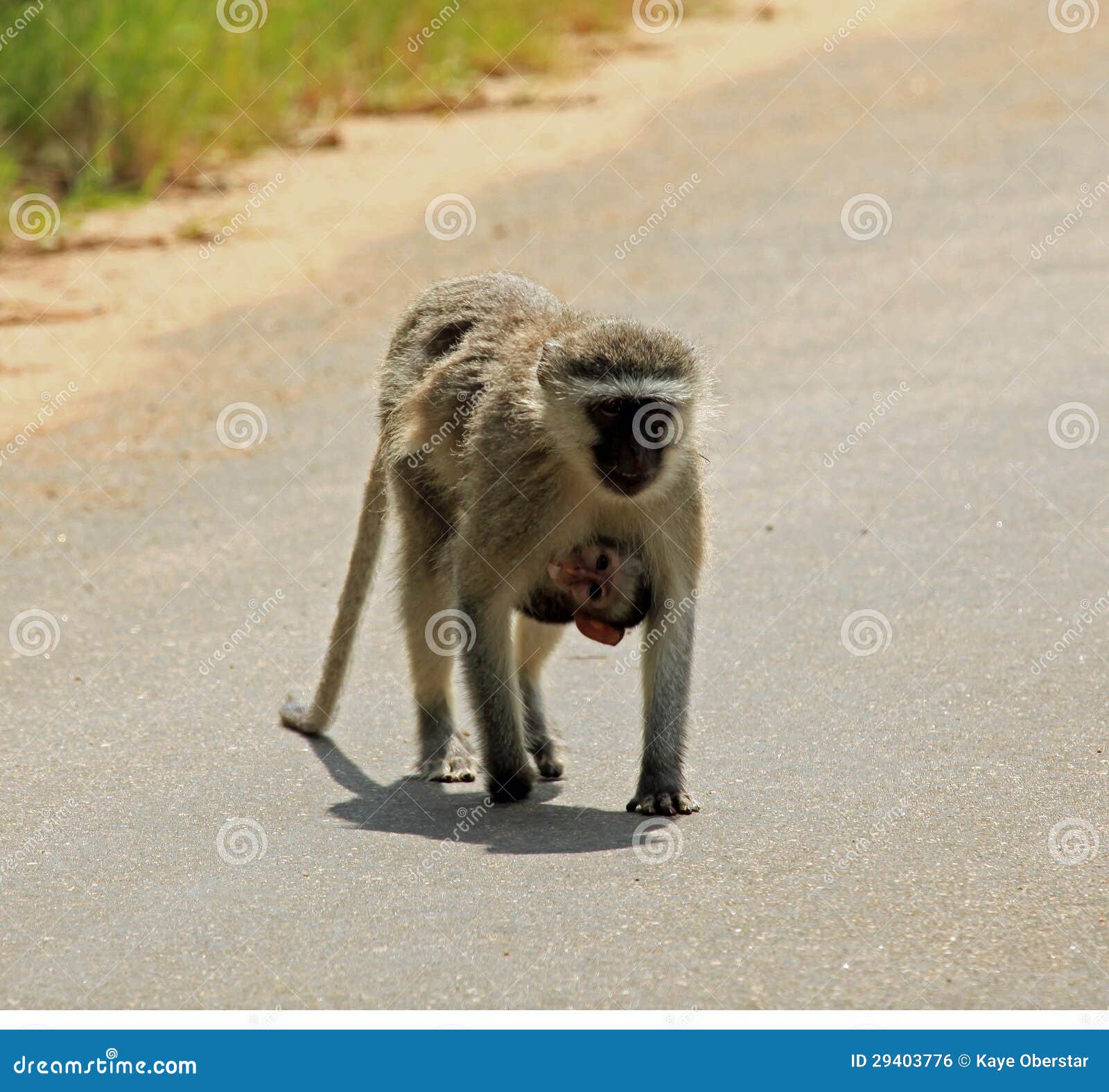Macaco De Vervet Que Leva Seu Novo Foto de Stock - Imagem de matriz ...
